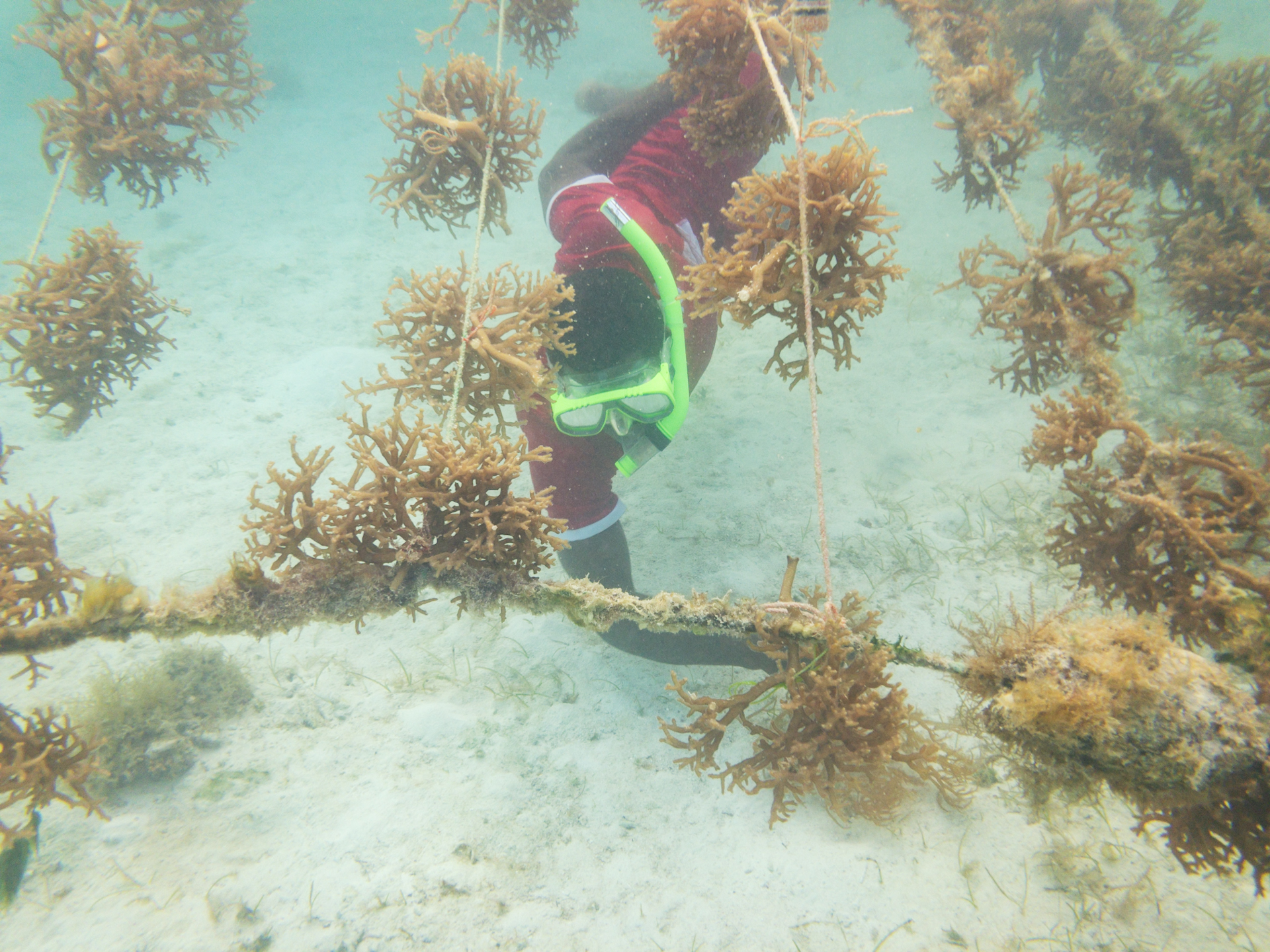 Laura Salm-Reifferscheidt